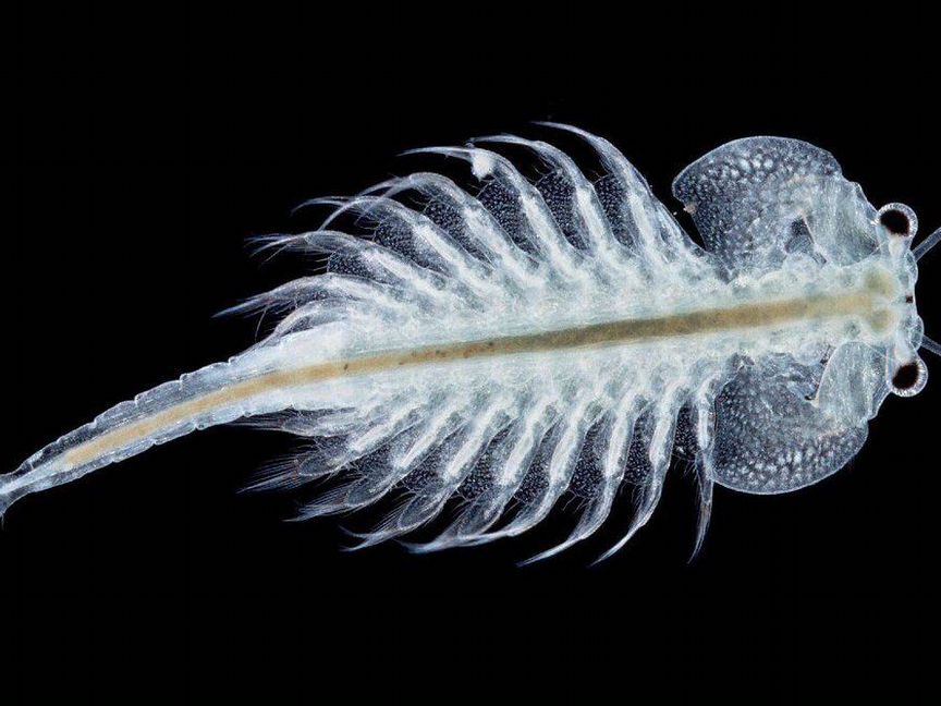 Артемия цисты