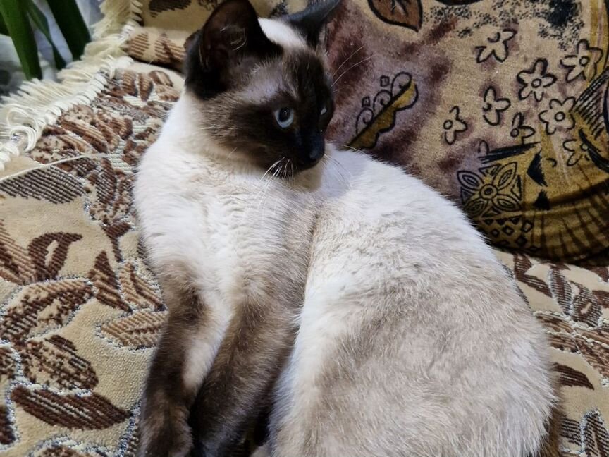 Кошка с котёнком сиамки