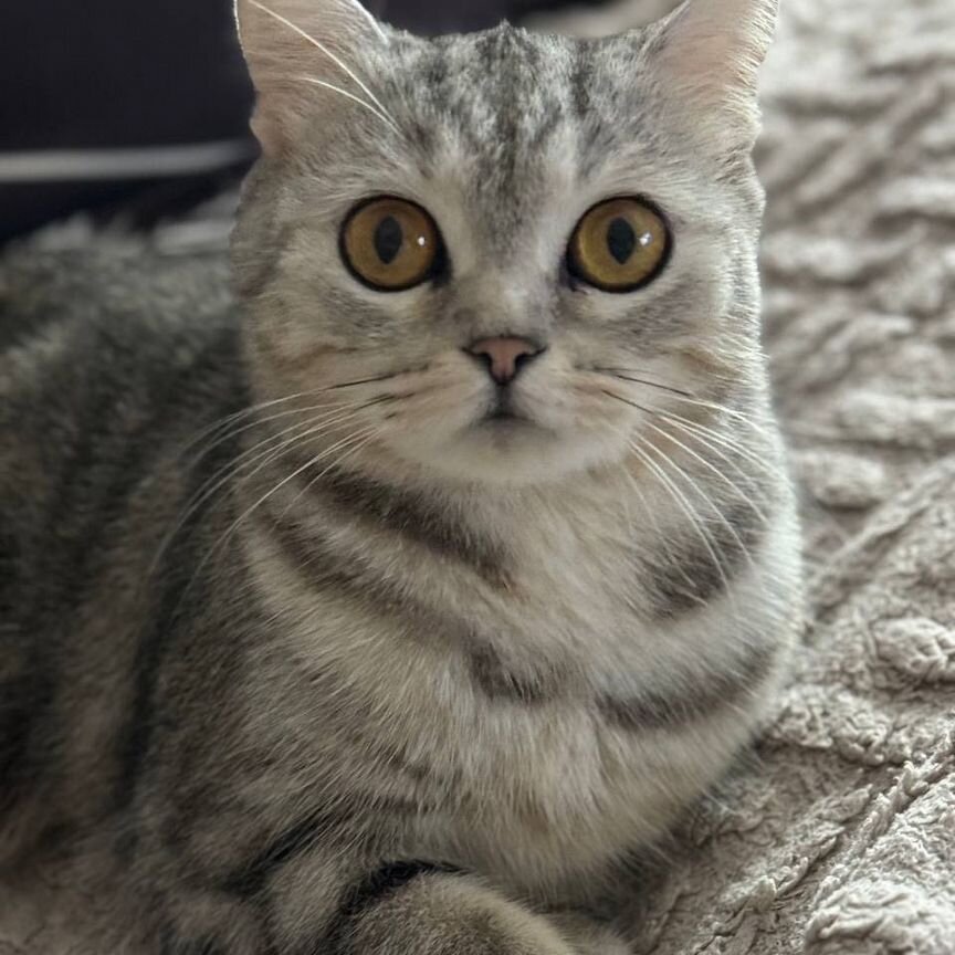 Вязка кошек