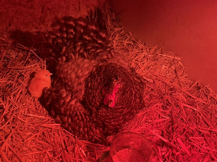 Цыплята суточные с Квочкой