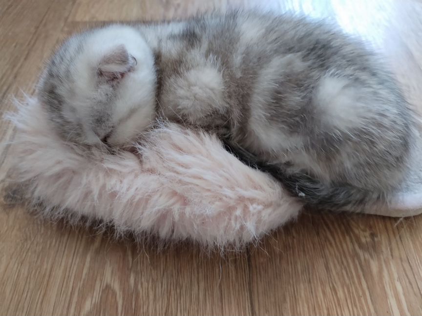 Шотландская вислоухая кошка маленькая