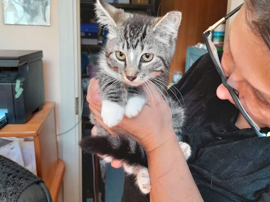 Пристраиваются котята в хорошие руки