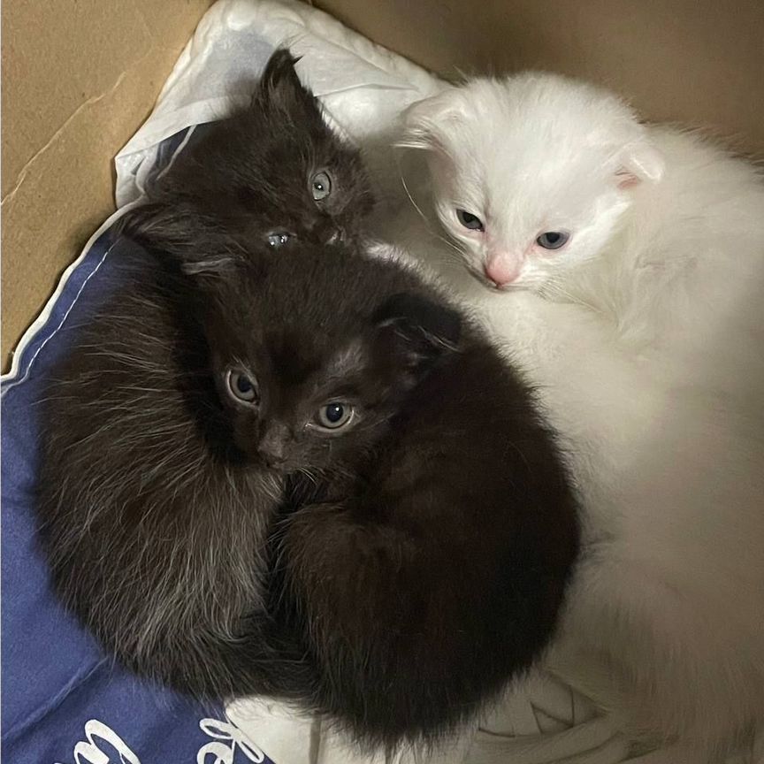 Отдам котят в добрые руки