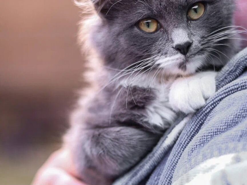 Норвежская лесная котенок девочка Маняша ишет дом