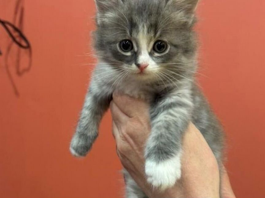 Домашние котята