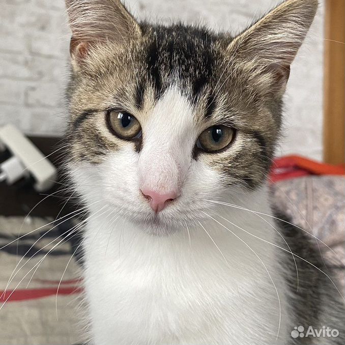 Котик в добрые руки мальчик 4 месяца