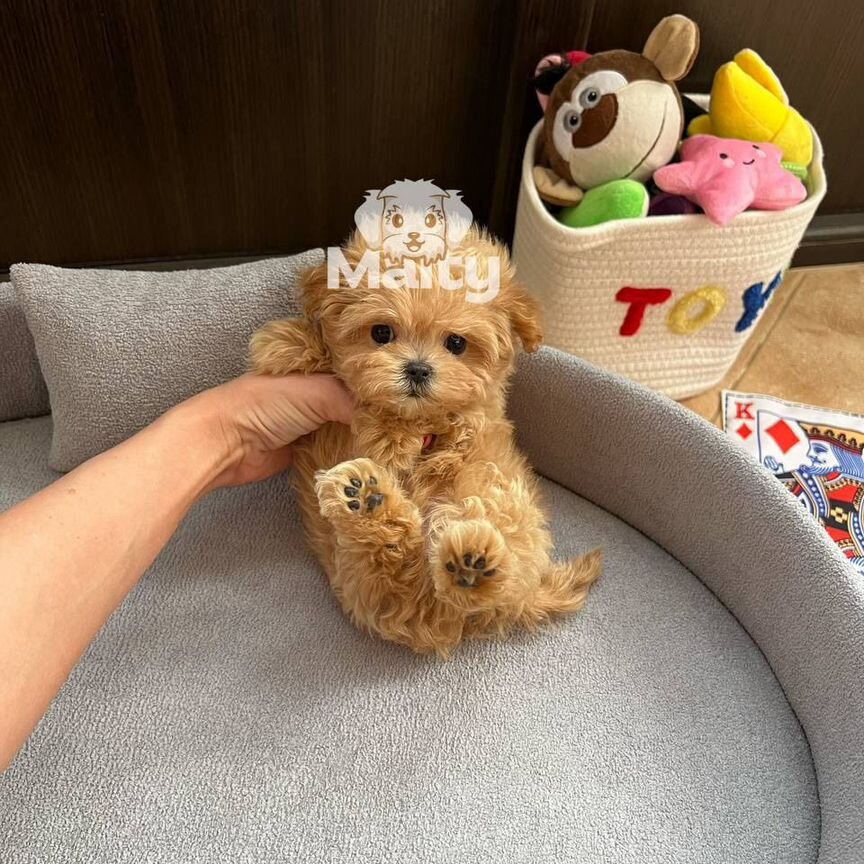 Мальтипу f1 микро мальчик