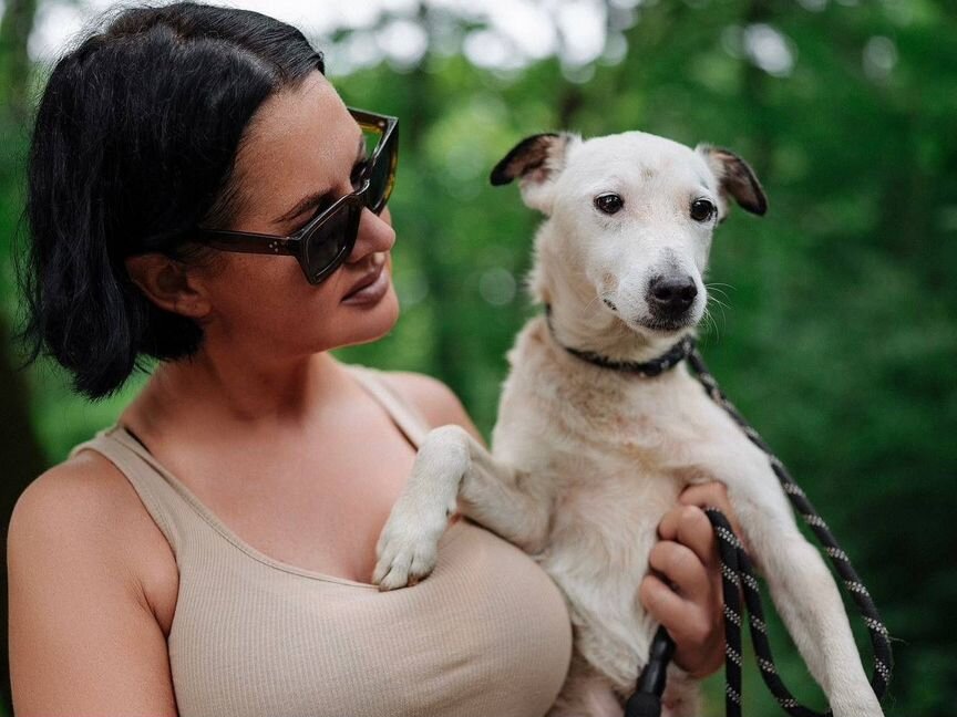 Парсон Рассел терьер маленькая собака добрые руки