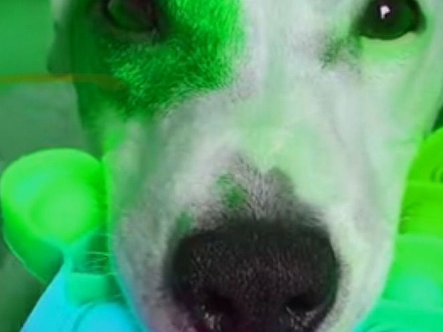 Продаю зеленую собаку попыто забирако