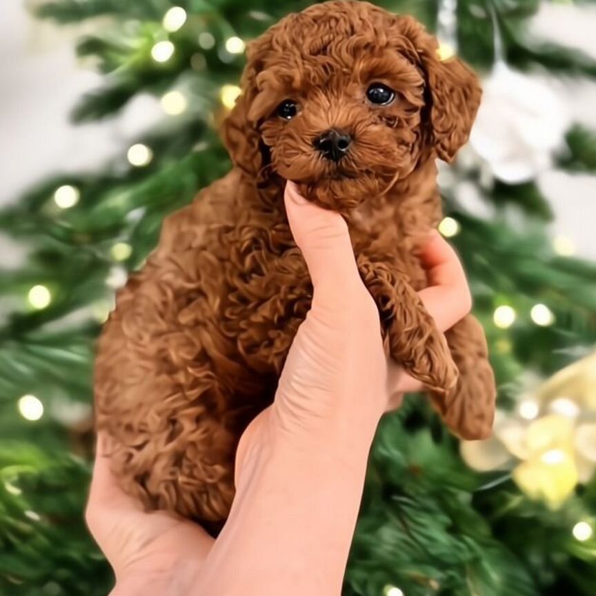 Той-пудель, щенок