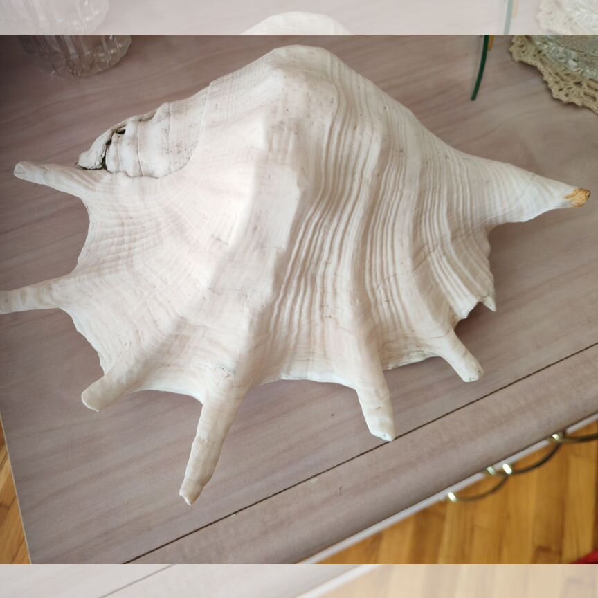 Ракушка морская большая