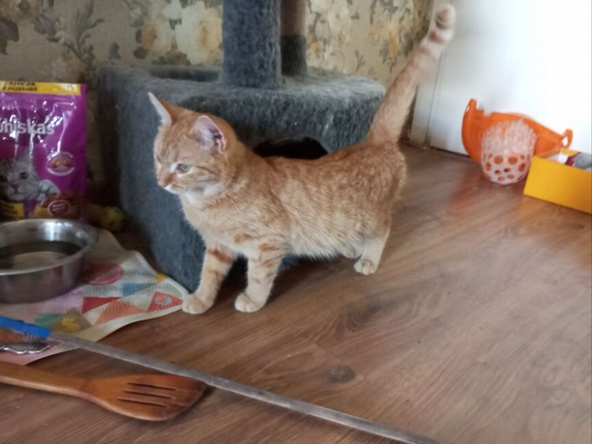 Ласковая кошечка в добрые руки