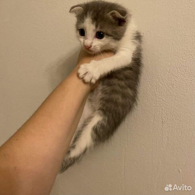 Котята вислоушки и прямоушки бесплатно