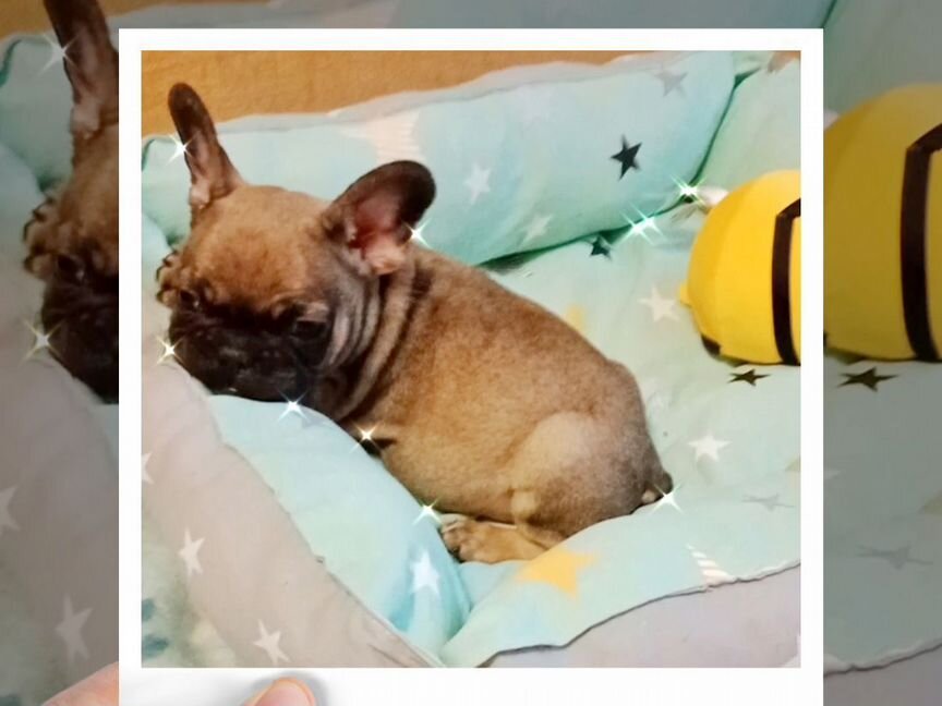 Французская булочка Бьянка