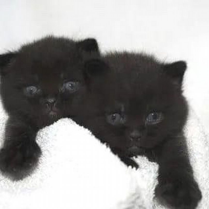 Волшебные котята в добрые руки