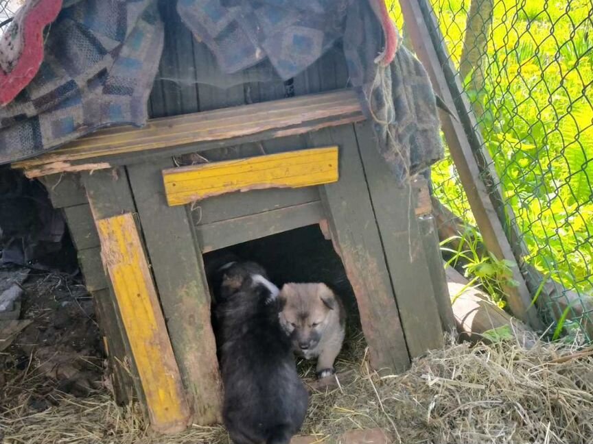 Западно сибирская лайка