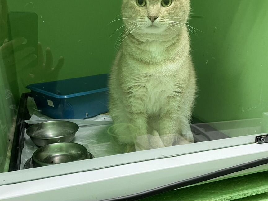 Замечательный Рома, преданный хозяевами