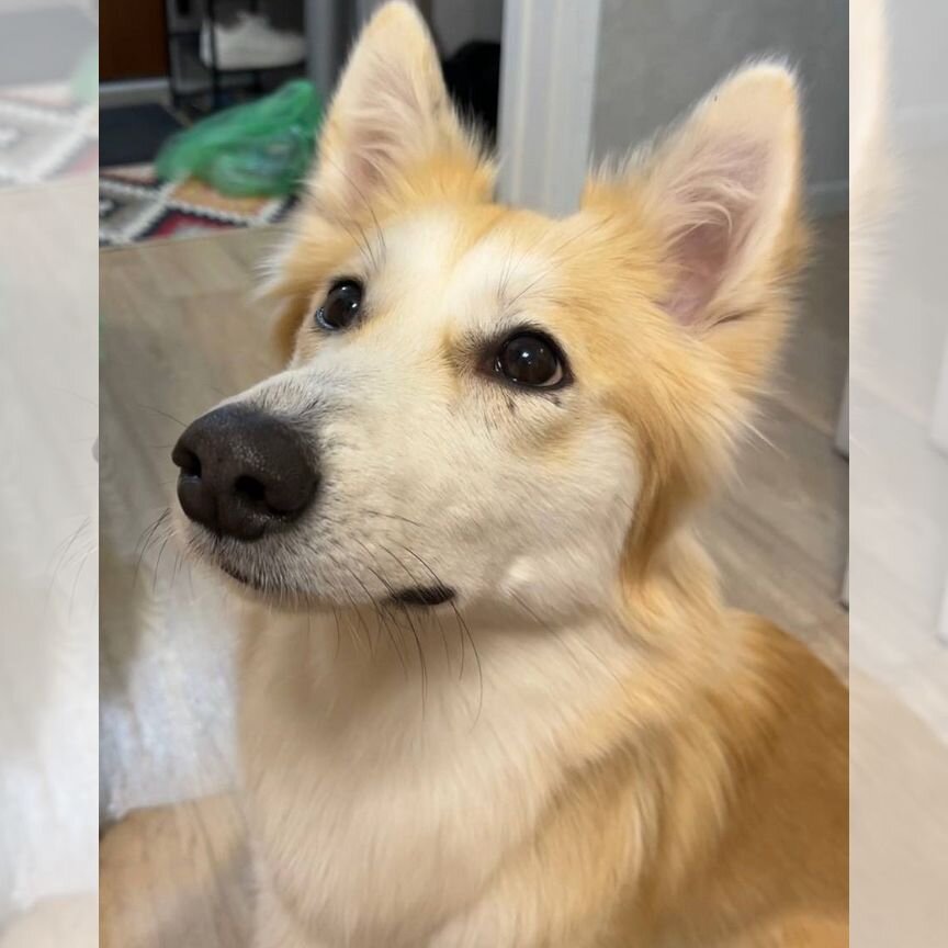 Взрослая собака в добрые руки