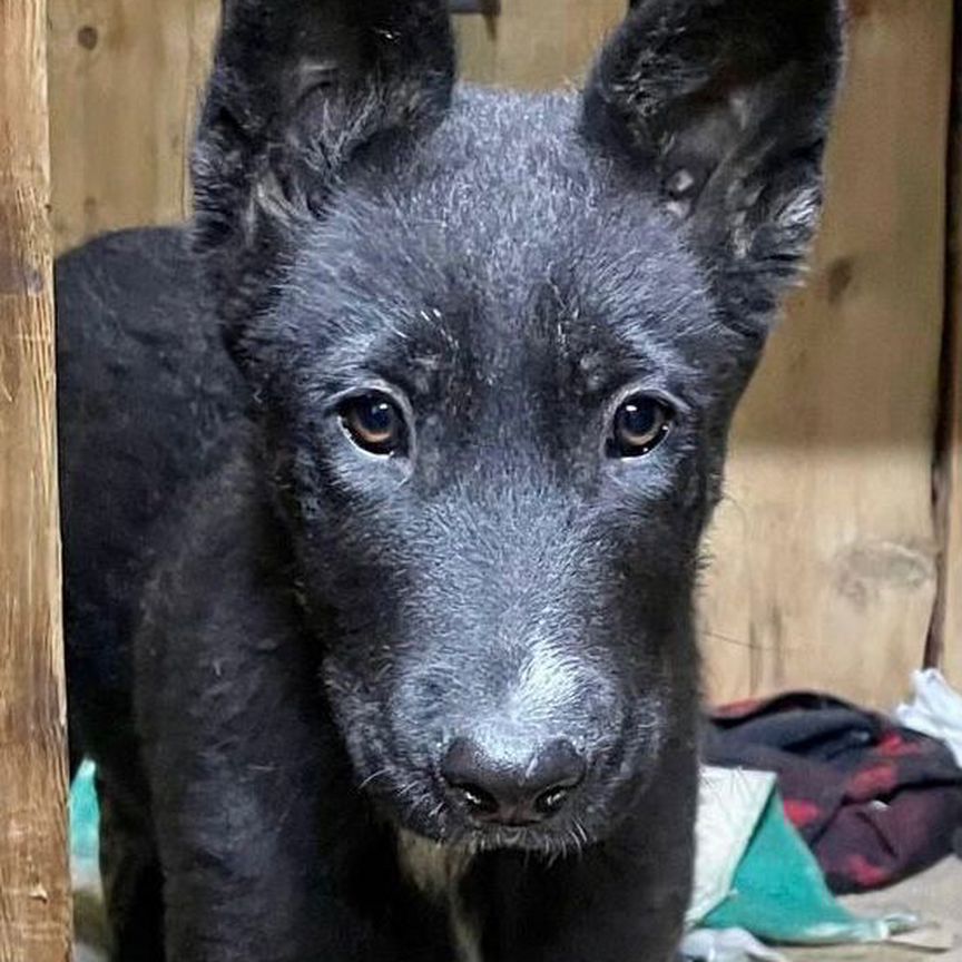 Серьёзный малыш Вульф