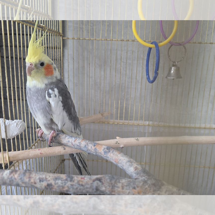 Попугай корелла мальчик