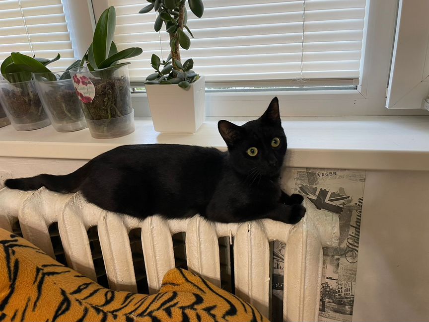 Кот около 2-х лет