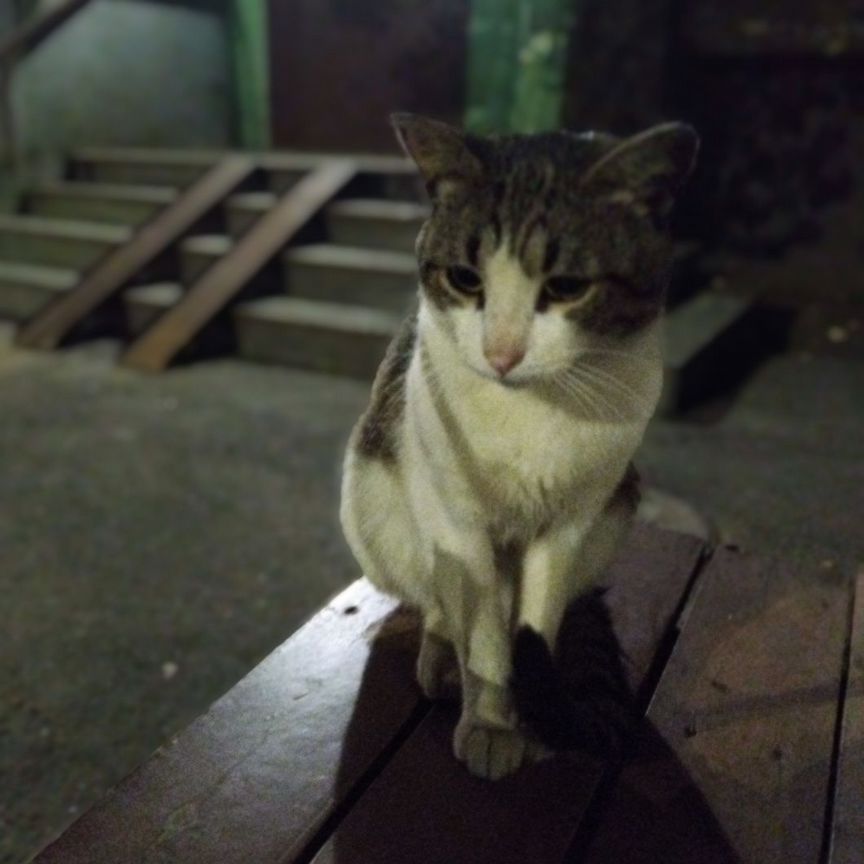 Котята в добрые руки бесплатно мальчик