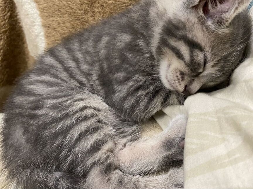 Кошка