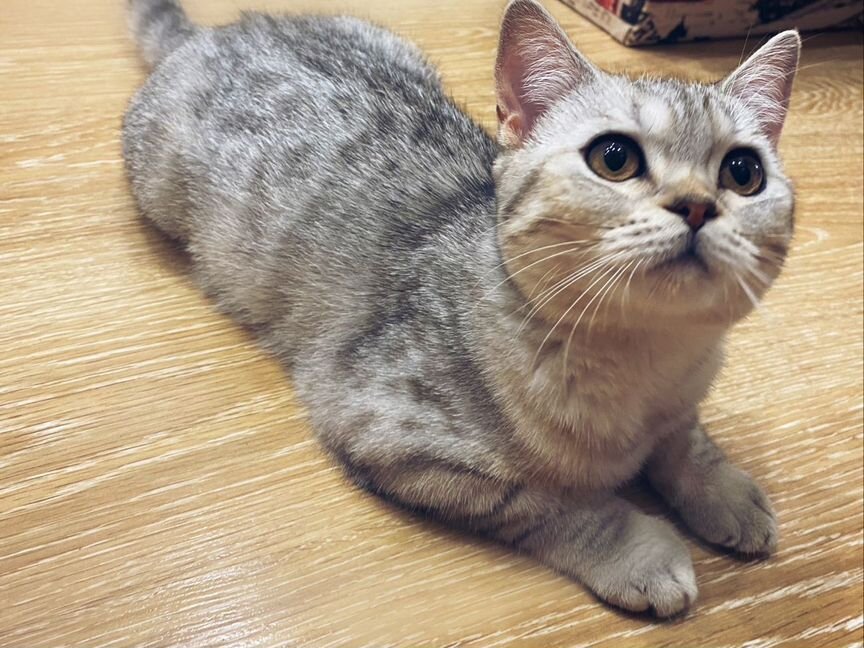 Шотландская прямоухая кошка