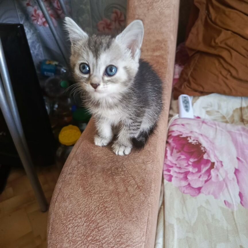 Мама мейн кун Шотландская, папа шотландец