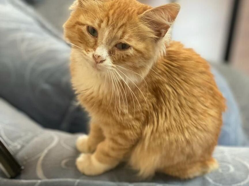 Котик в добрые руки