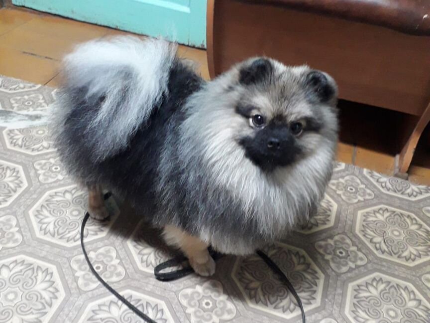 Собака для вязки