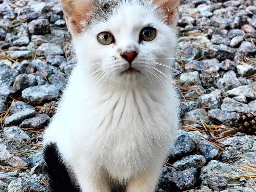 Котенок девочка 3 месяца