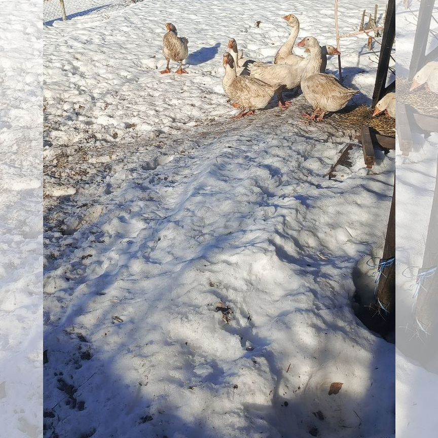 Гуси породы линда