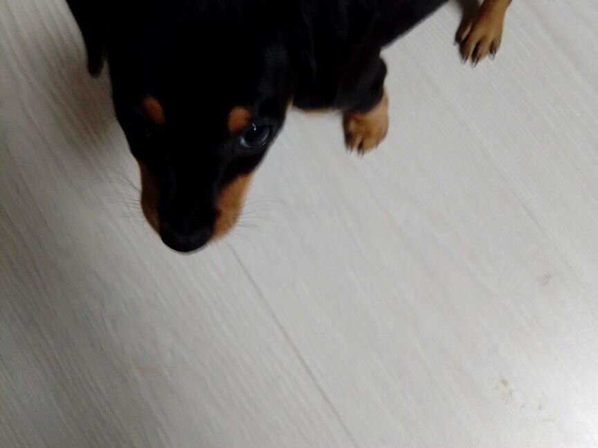 Той-терьер кабель