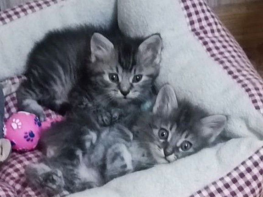 Котики Курильского бобтейла