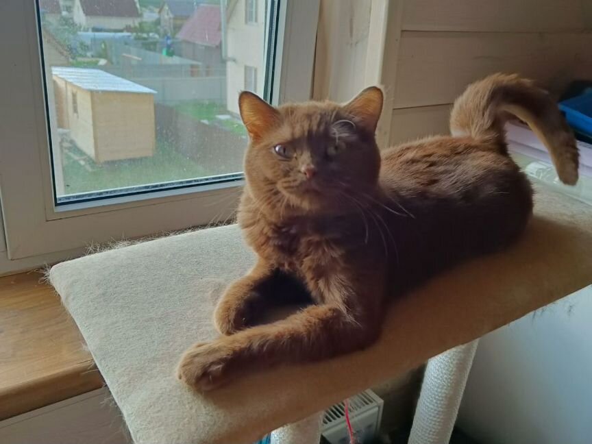 Британочка циннамон