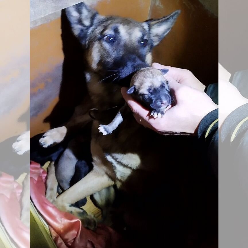 Бельгийская овчарка, щенок