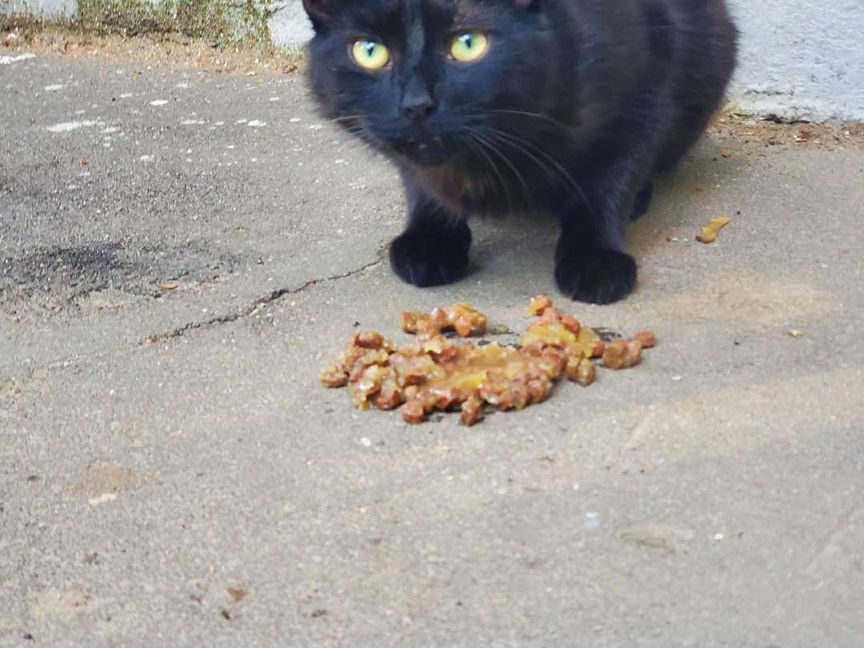 Кот (котёнок 4-5 месяцев)