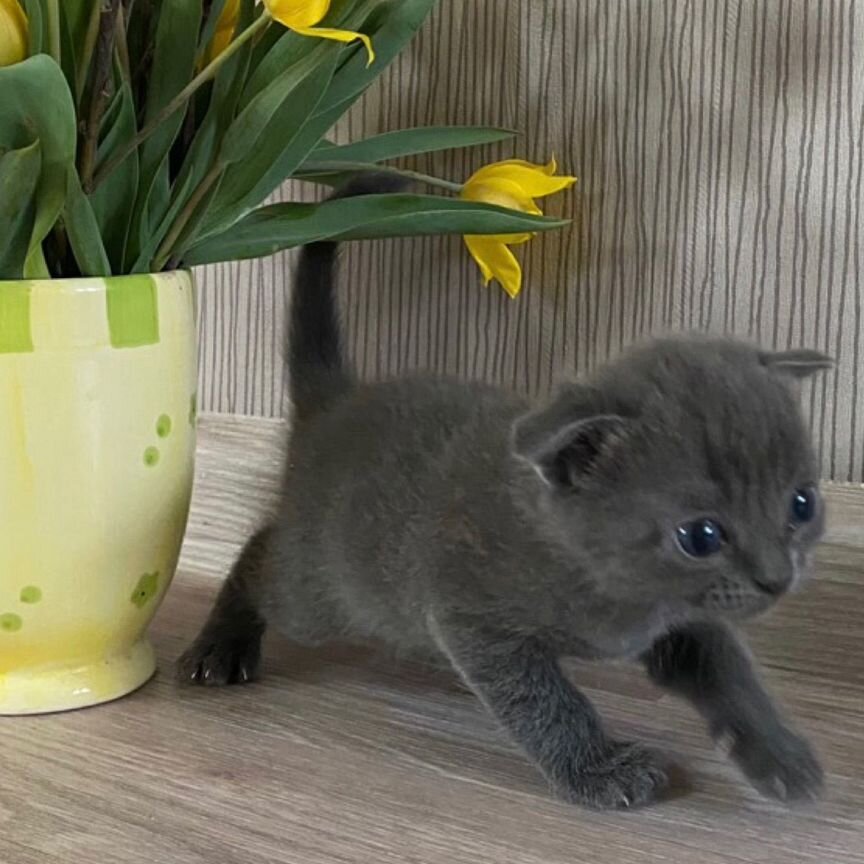 Кошки вислоухие