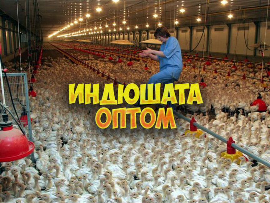Индюшата. Мясные оптом
