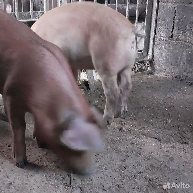 Поросята дюрок+большая белая