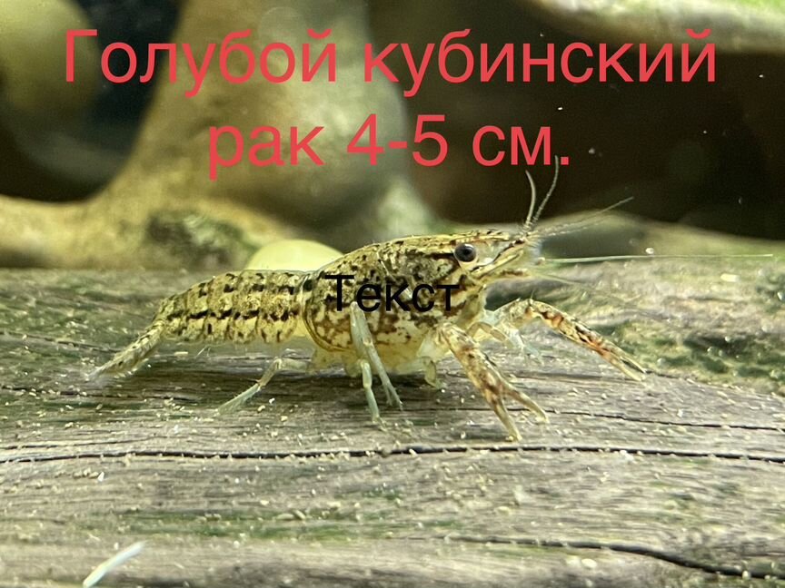 Аквариумные раки