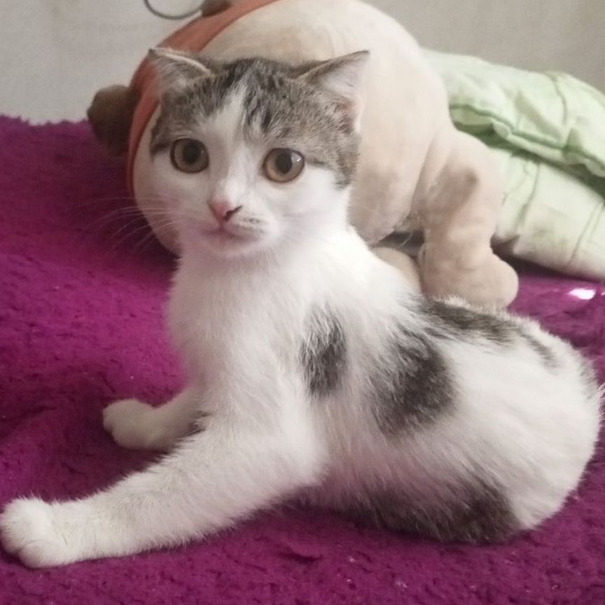 Британская кошка