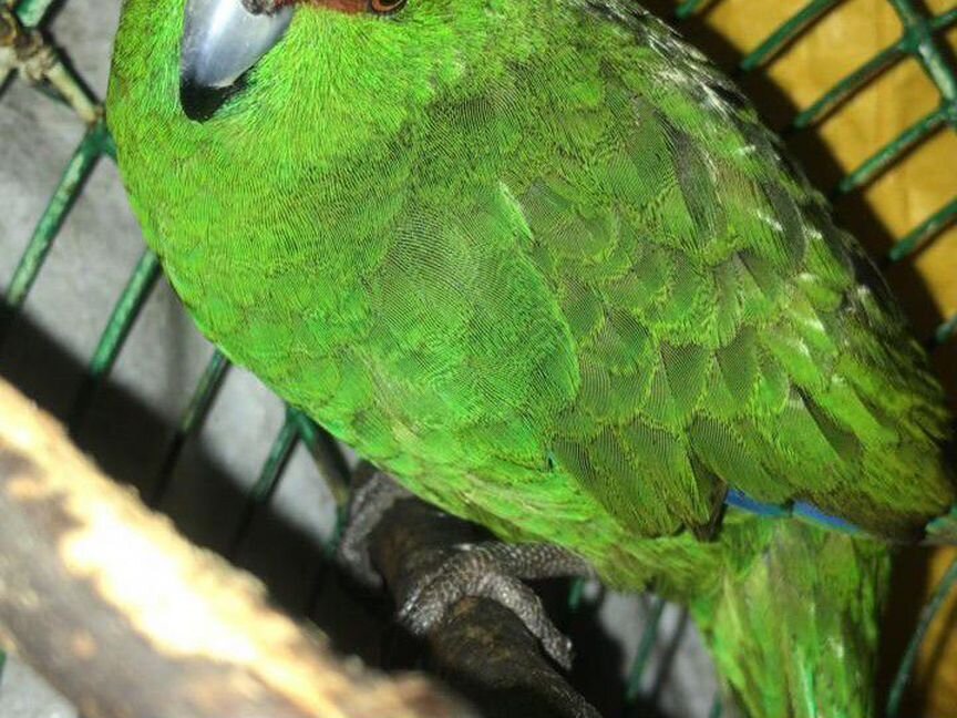 Попугай какарик