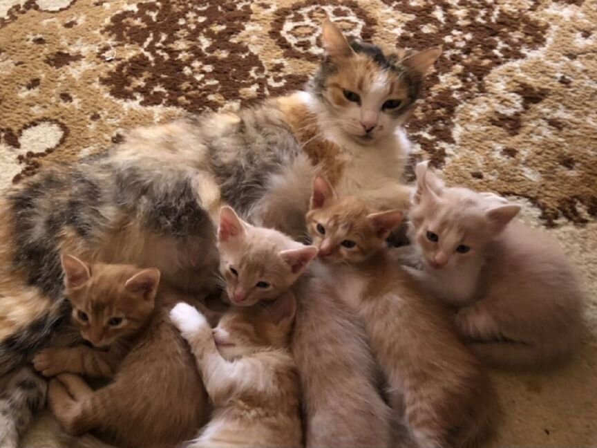 Очаровательные котята)