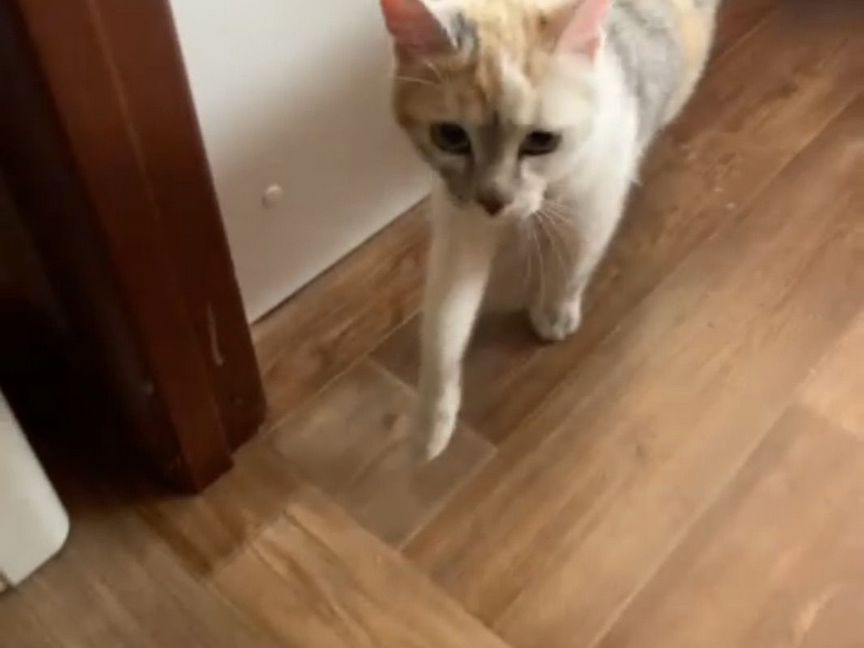Кошка