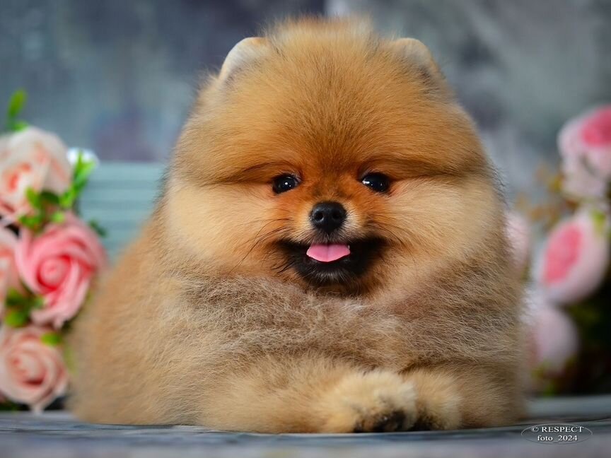 Померанский шпиц сладкий парень по кличке Жерар