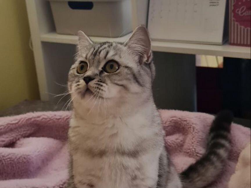 Шотландский котенок милый