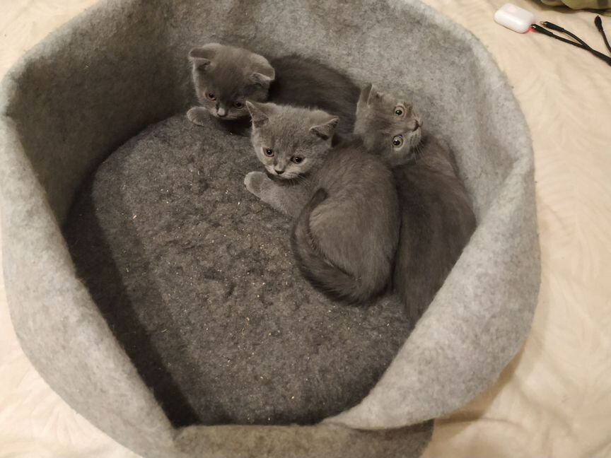 Британские котята