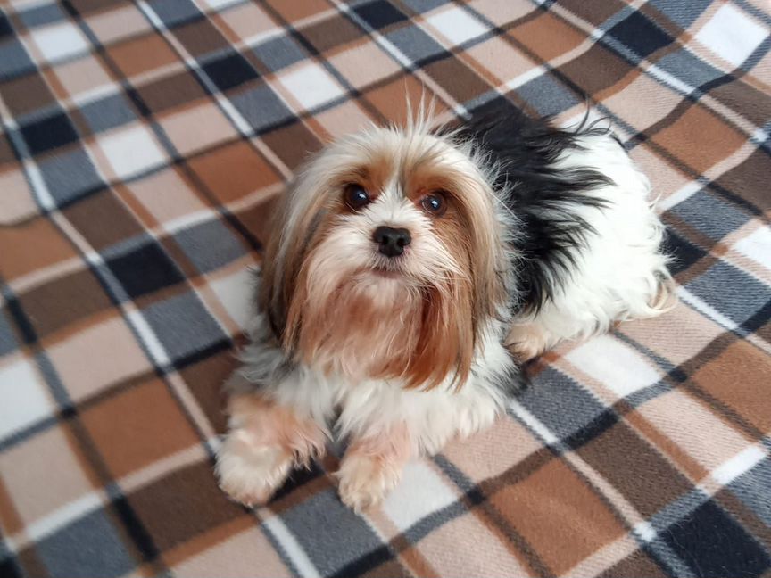 Вязка Бивер